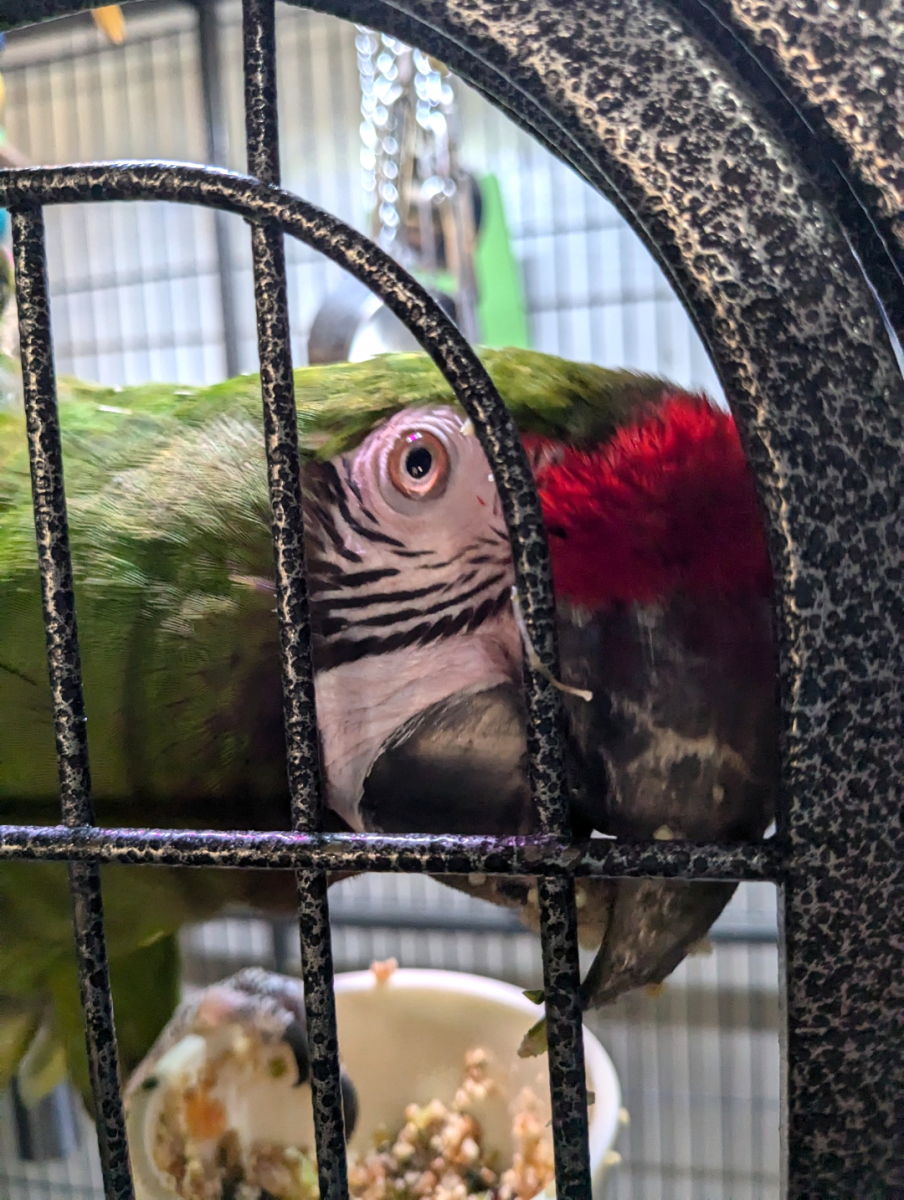 Matthew the Military Macaw | Mickaboo